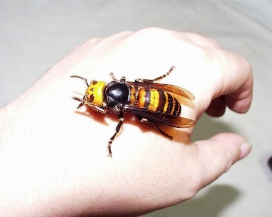 Abejaque se creía extinta reaparece