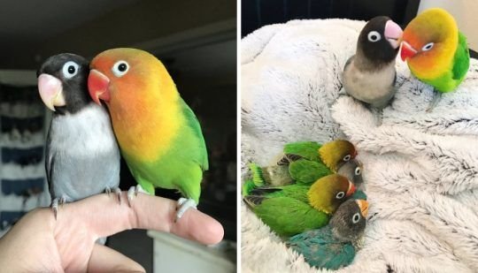 Dos loros muy diferentes tienen hijos juntos – ahora mira las fotos de ...