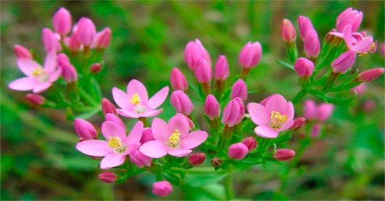 Centaura menor (Centaurium erythraea) – Ignis Natura