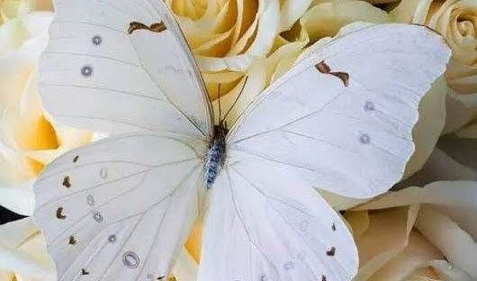 La Mariposa Blanca: El Misterioso Mensaje de Transformación y ...