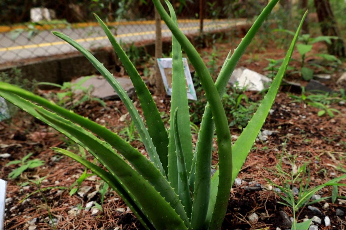 La Sábila Rara Vez Florece: Significado y Curiosidades – Ignis Natura